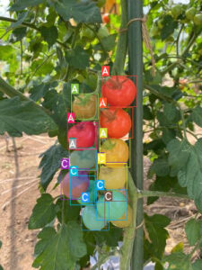 【YOLACT】トマトのインスタンスセグメンテーションをやってみる | FarmL