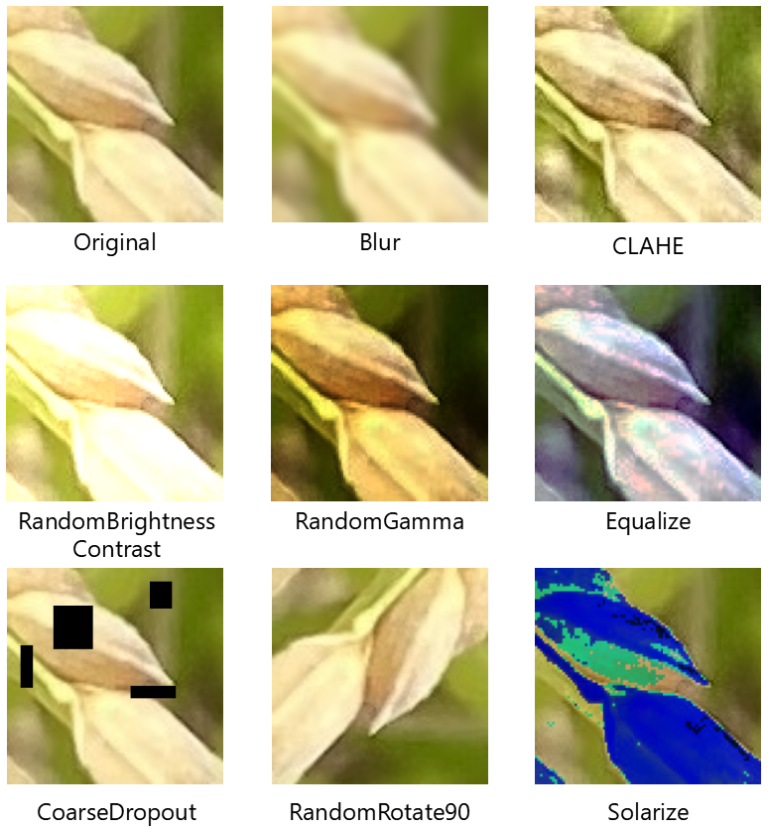 Albumentationsで拡張した独自画像データを使ってみる【PyTorch】 | FarmL